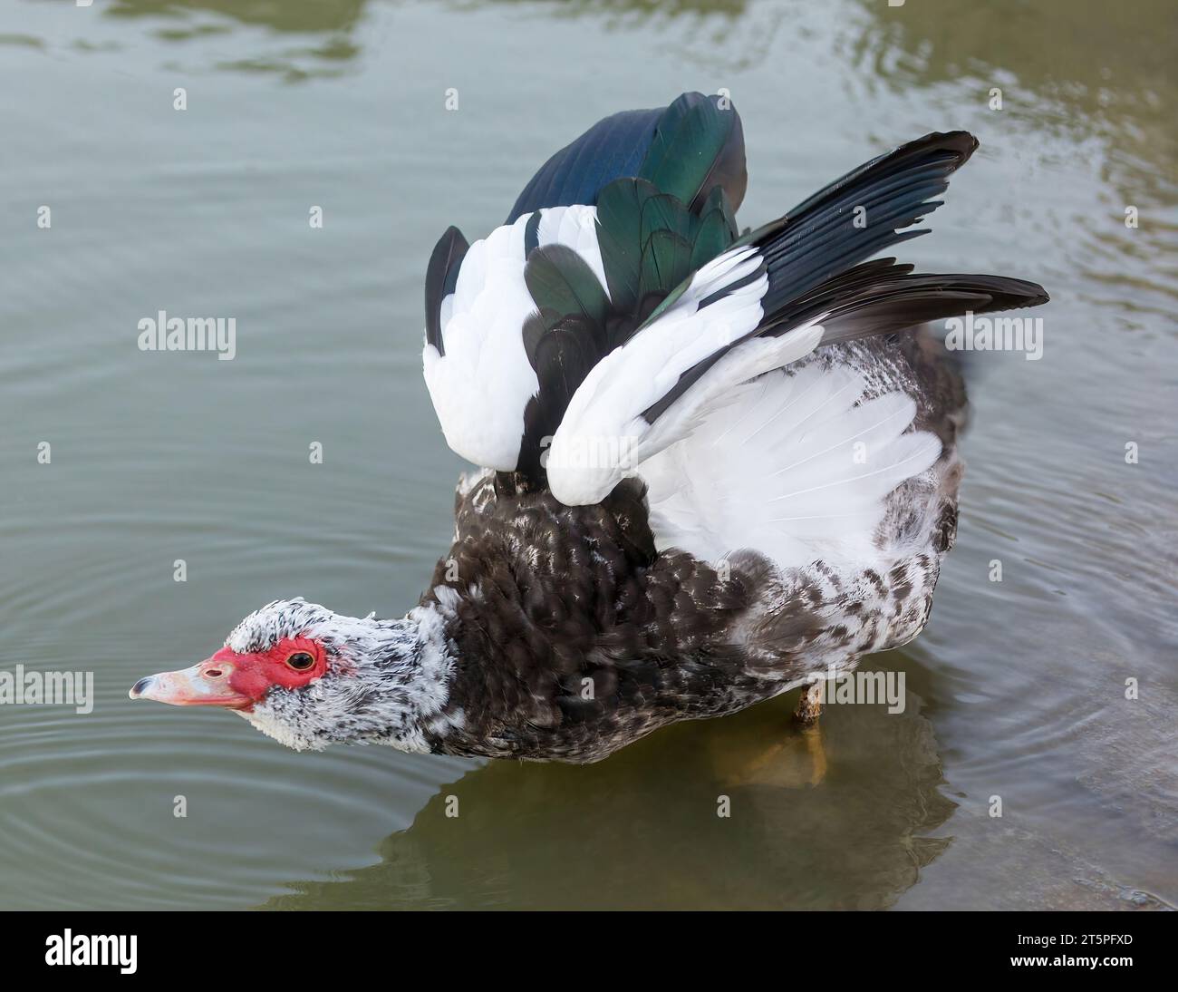 Mulards duck hi-res stock photography and images - Alamy