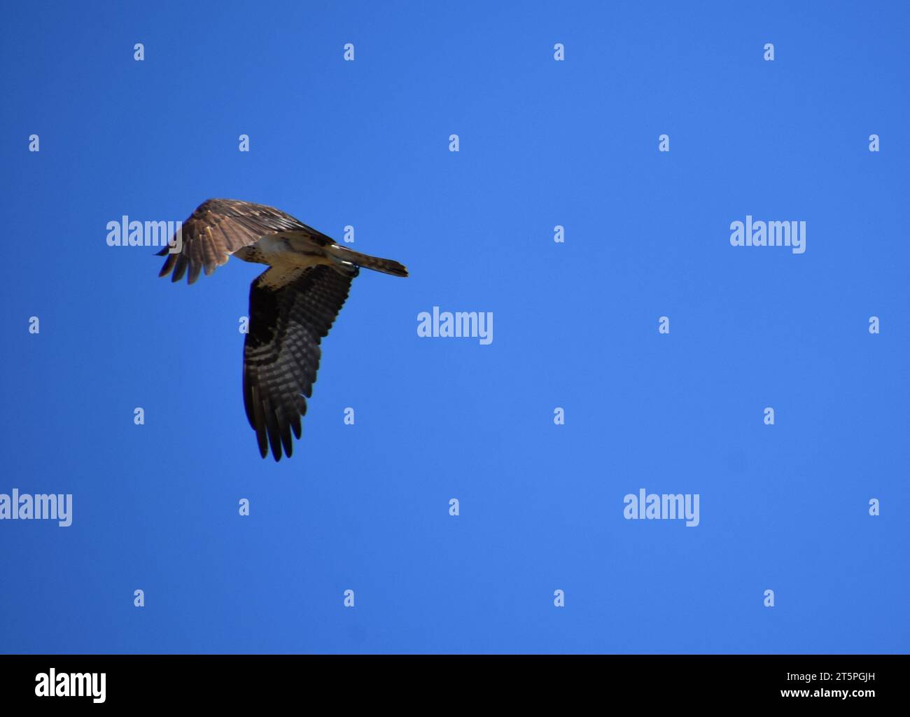 Bird wings folded and flapping in flight in bright blue skies Stock ...