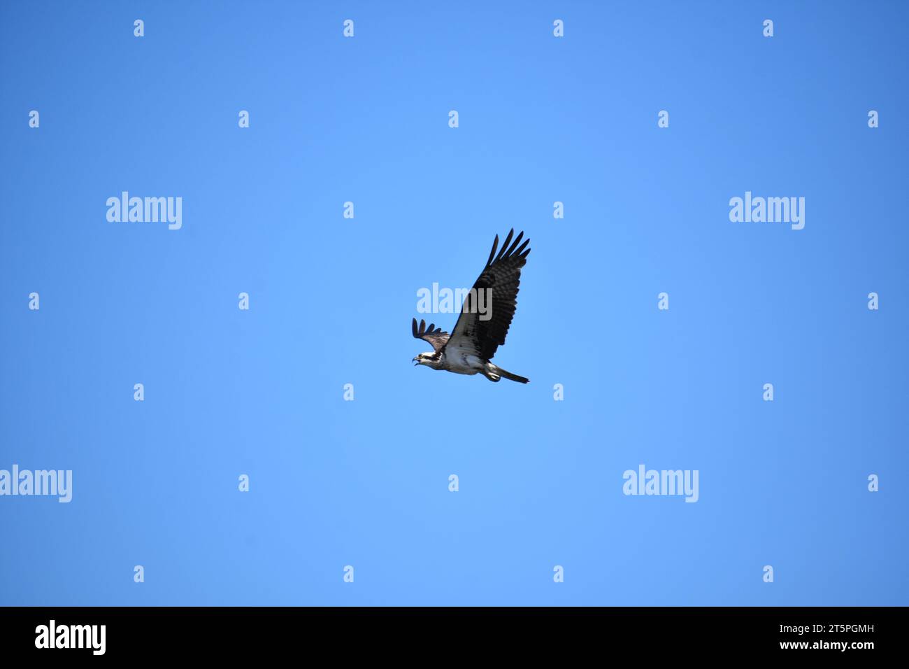 Squawking and flying osprey bird in stunning blue skies Stock Photo - Alamy