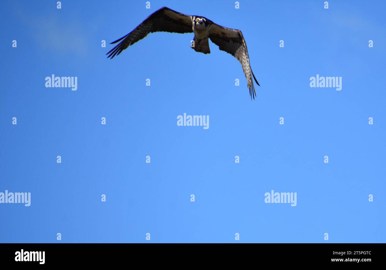 Direct look into the face of a flying osprey bird in blue skies Stock ...