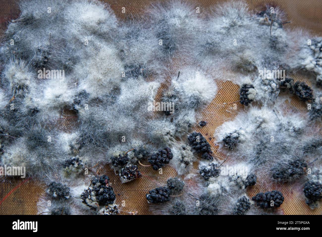 White mold on spoiled food. The mulberries are moldy. Bad food ...