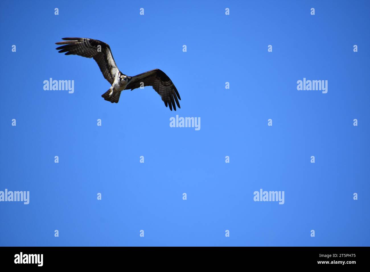 Terrific view of an osprey bird flying in brilliant blue skies Stock ...