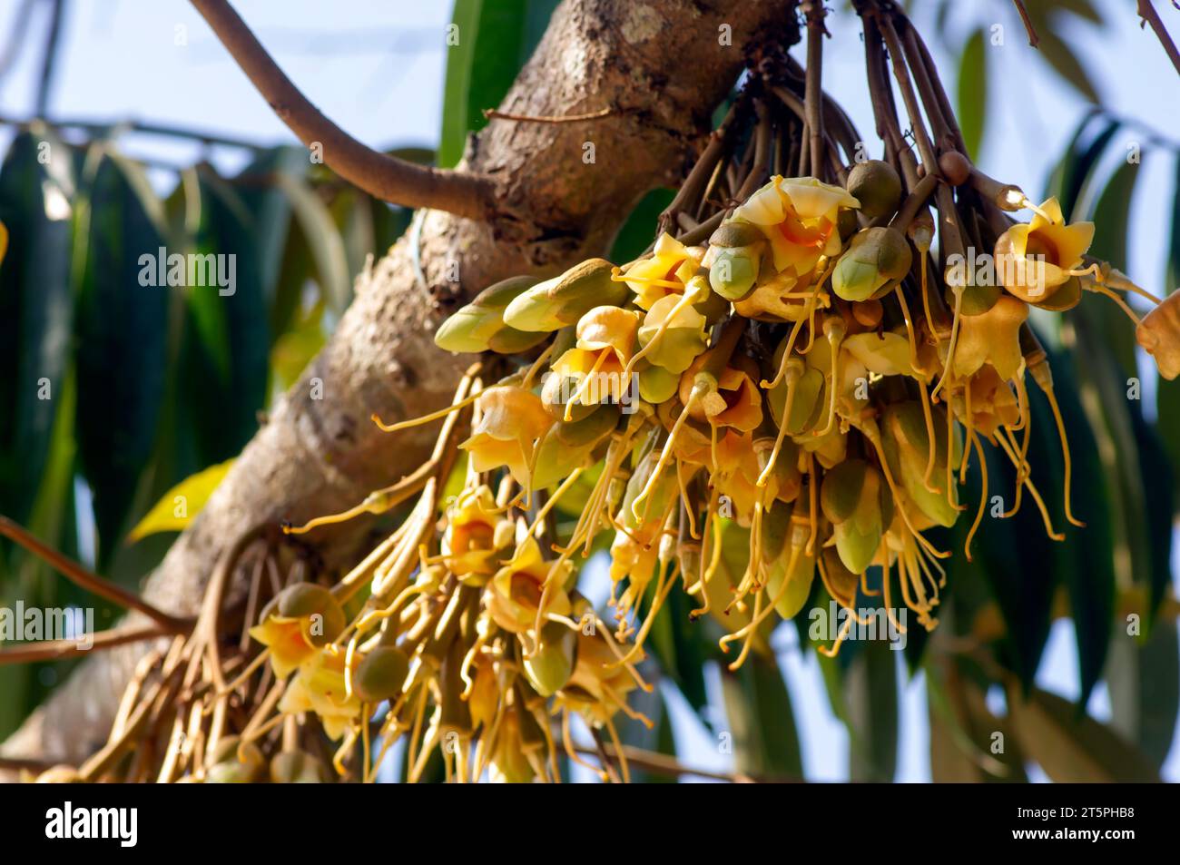 Durian flowers (Durio zibethinus), king of fruits, blooming from the ...