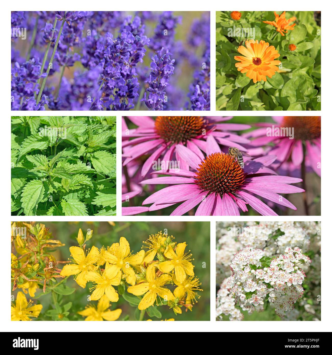 Various medicinal plants in a collage Stock Photo - Alamy