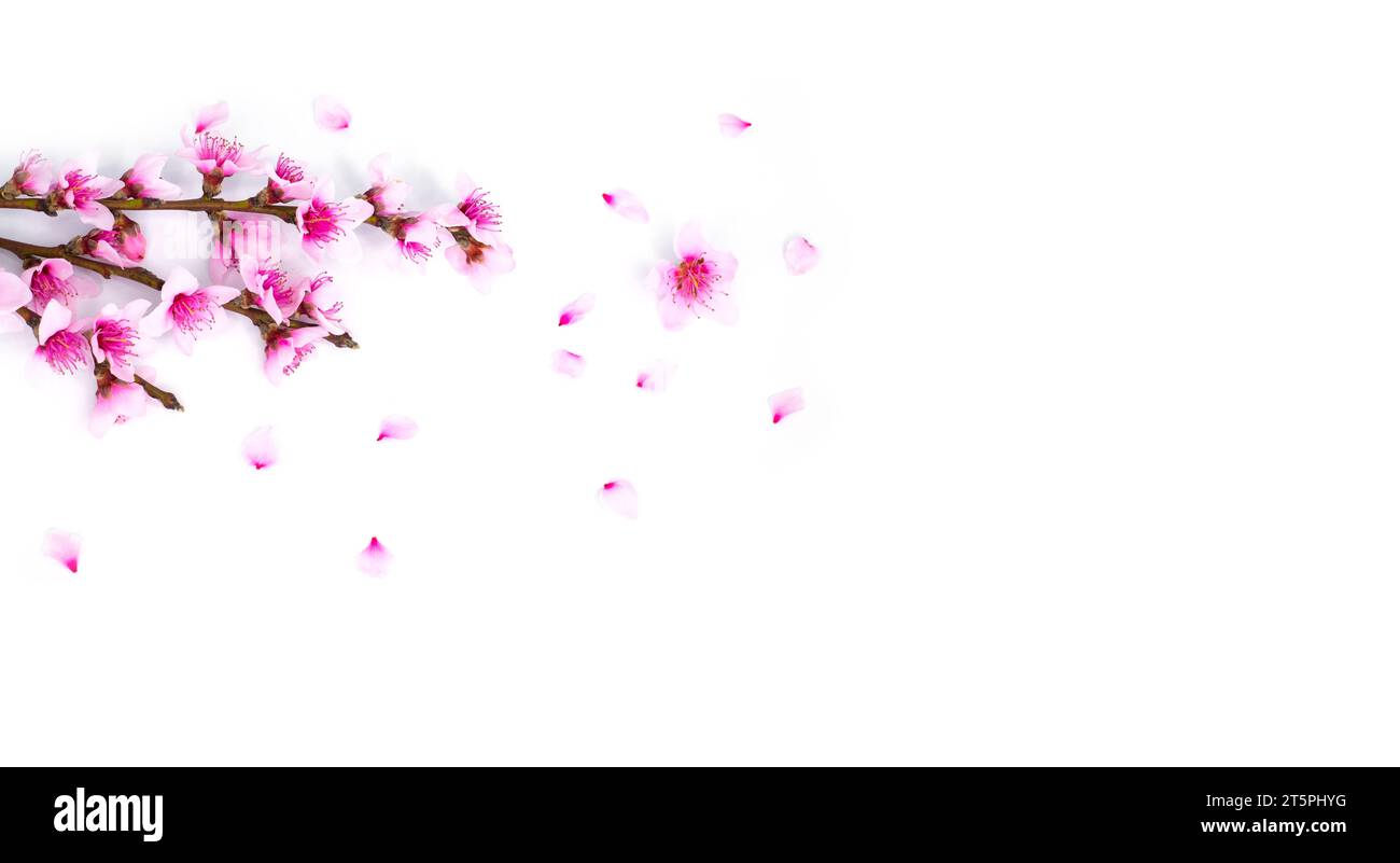 Japanese almond tree Cut Out Stock Images & Pictures - Alamy