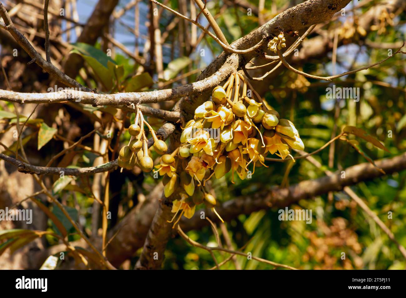 Durian flowers (Durio zibethinus), king of fruits, blooming from the ...