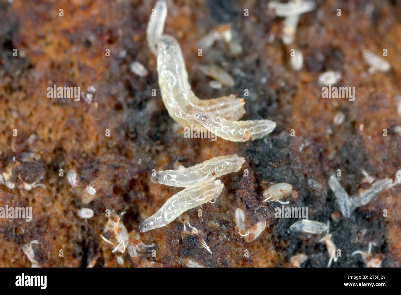 Drosophila melanogaster white eye hi-res stock photography and images ...