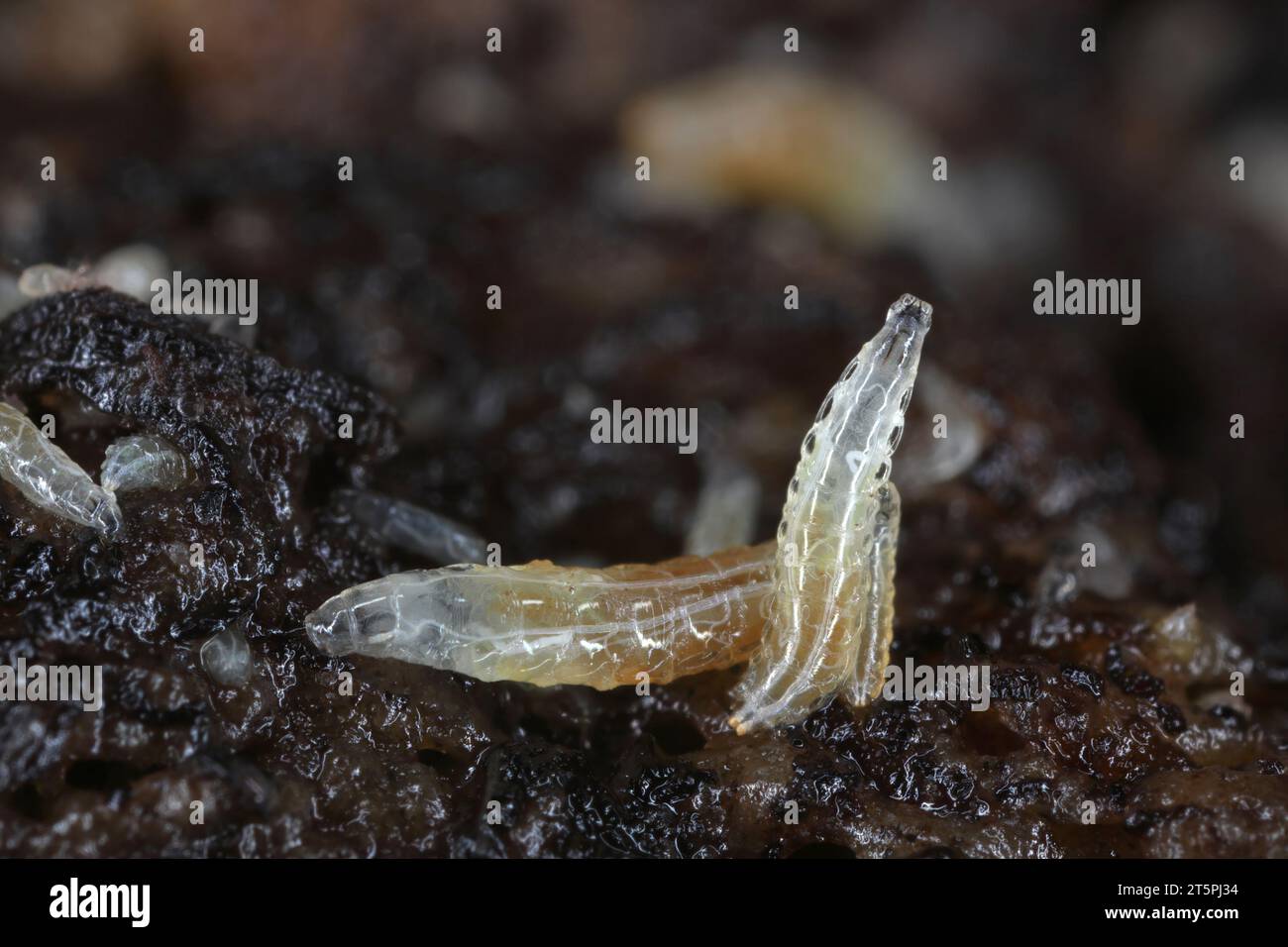 Vinegar fly or common fruit fly (Drosophila melanogaster) larvae in a ...