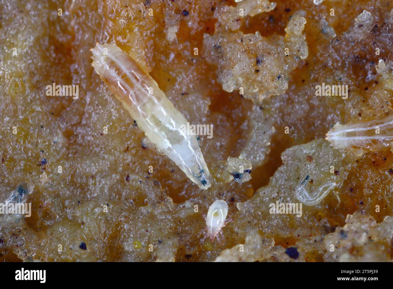 Vinegar fly or common fruit fly (Drosophila melanogaster) larvae in a ...