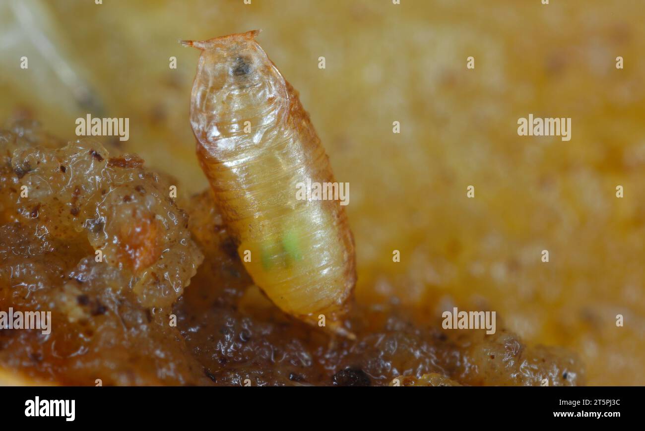 Pupae of Fruit fly Drosophila subobscura Diptera Drosophilidae reared ...