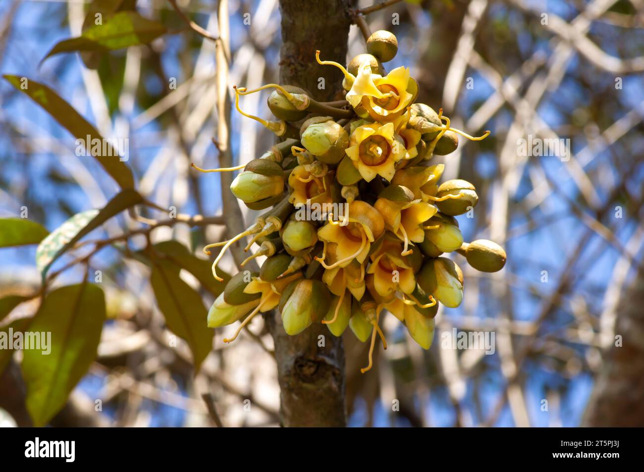 Durian flowers (Durio zibethinus), king of fruits, blooming from the ...