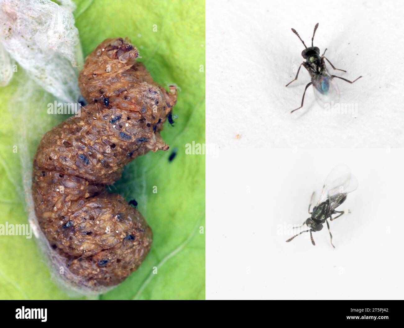 Gamma Wasp Avengers Vol 2 #10 (1997)** Writer Walt Simonson Penciller