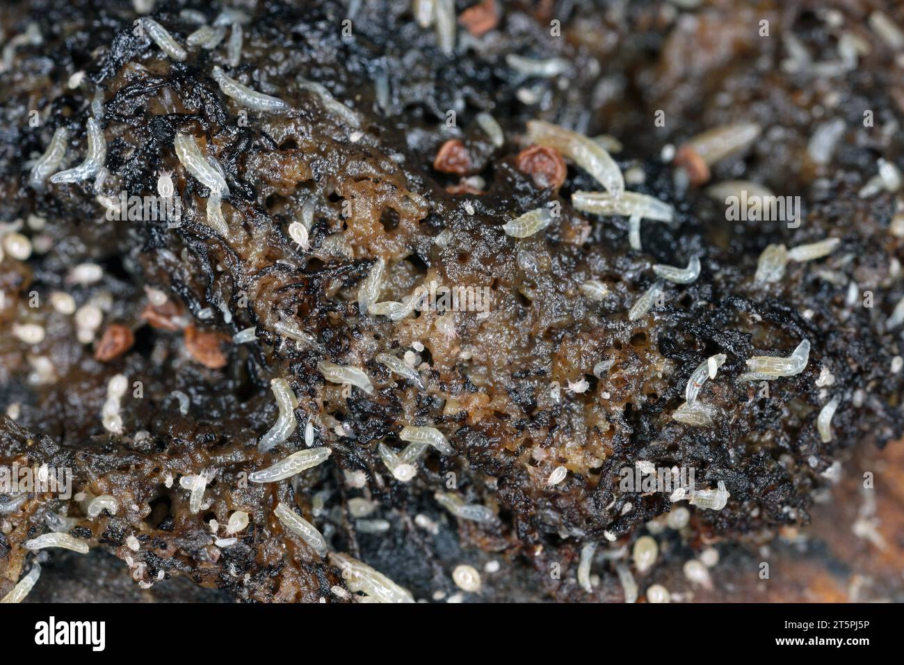 Vinegar fly or common fruit fly (Drosophila melanogaster) larvae in a ...