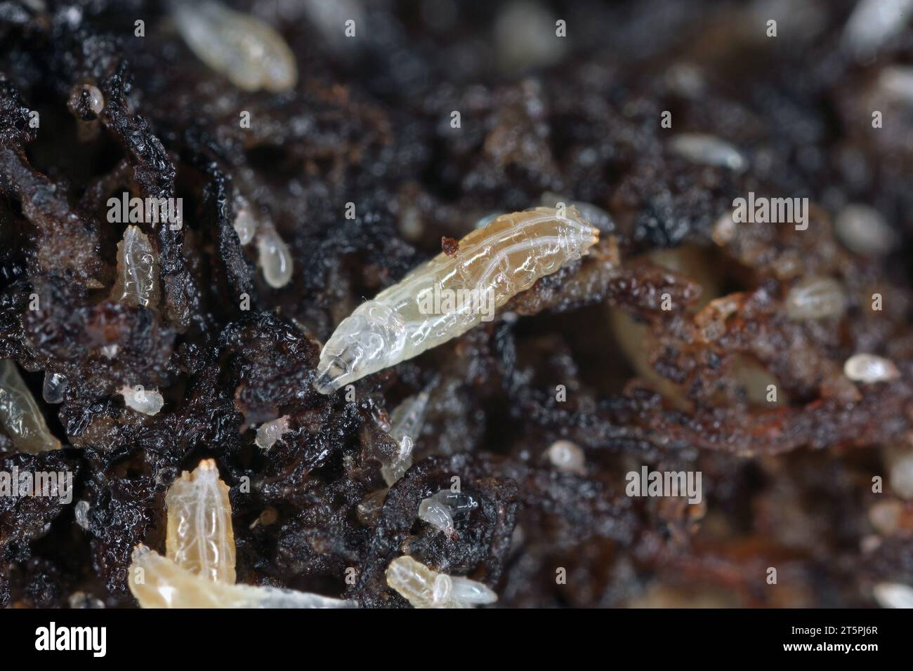 Vinegar fly or common fruit fly (Drosophila melanogaster) larvae in a ...
