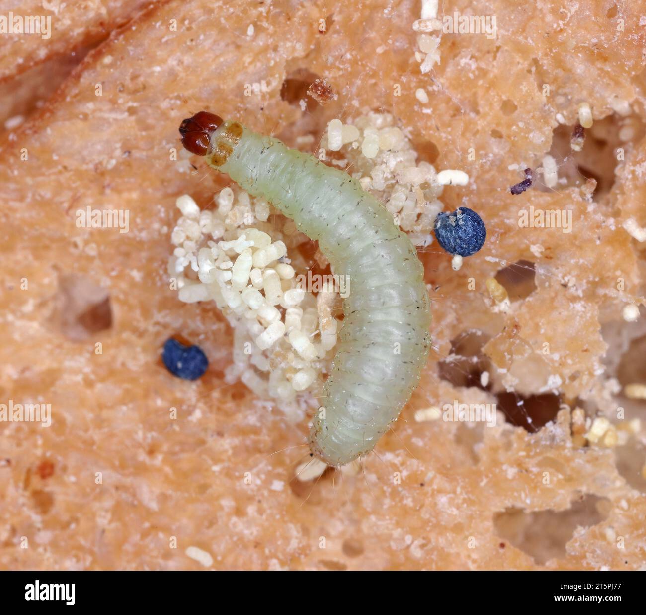 Pyralid moth caterpillar hi-res stock photography and images - Alamy