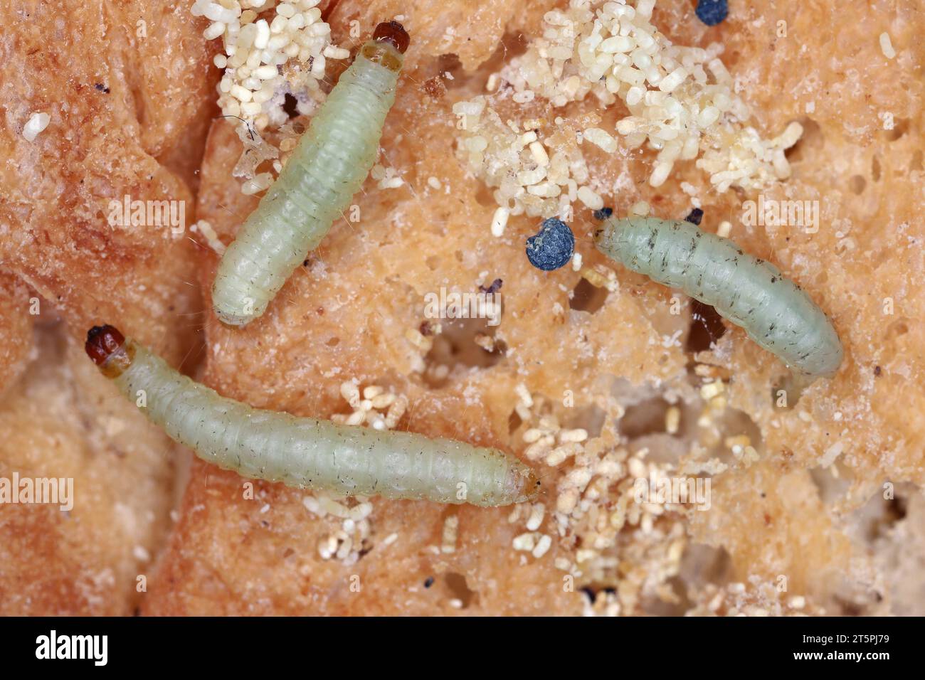 Pyralid moth caterpillar hi-res stock photography and images - Alamy