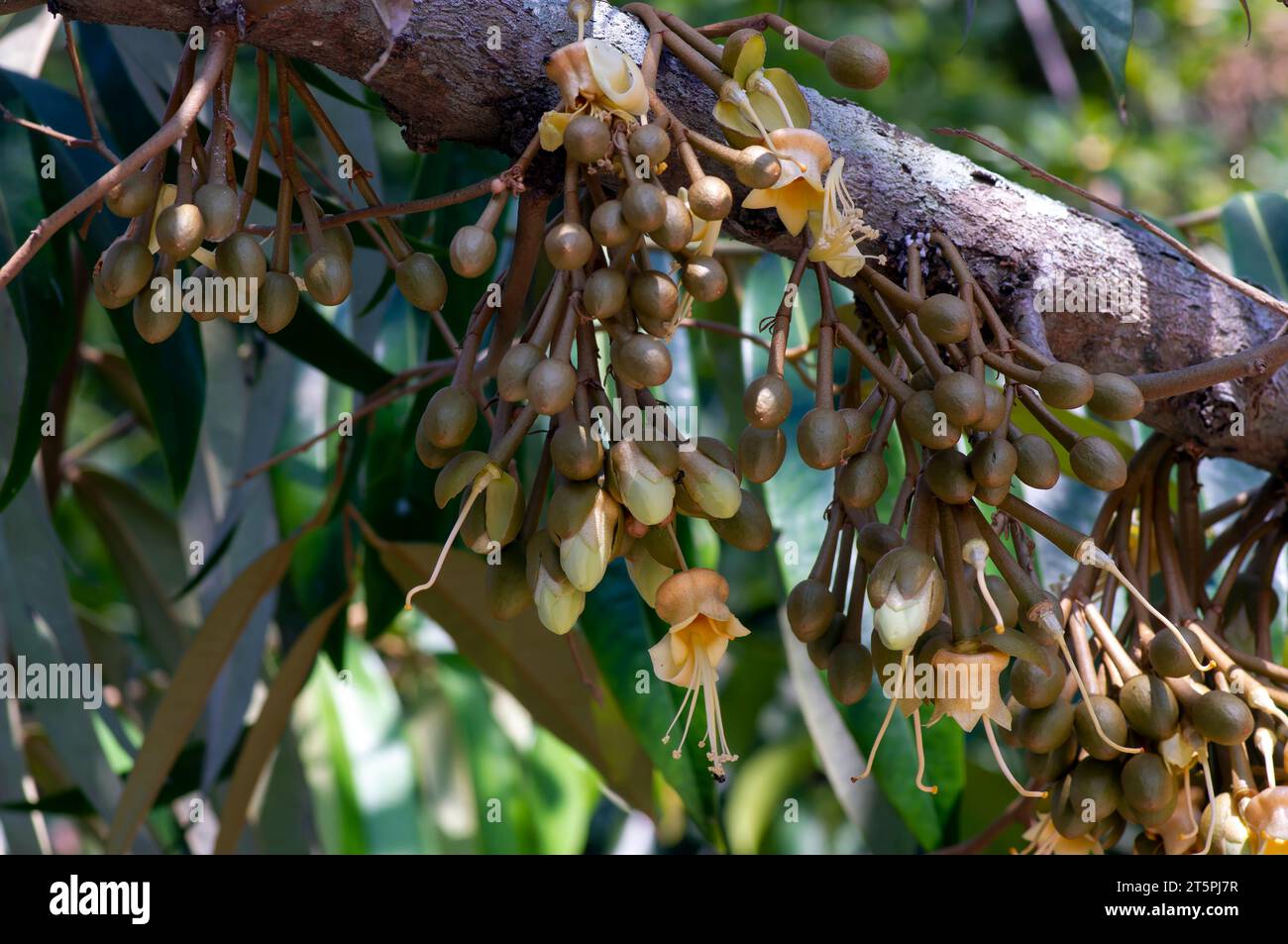 Durian flowers (Durio zibethinus), king of fruits, blooming from the ...