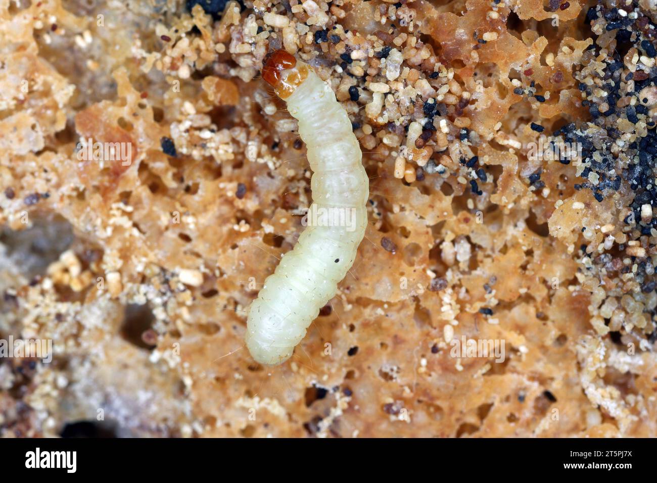 Pyralid moth caterpillar hi-res stock photography and images - Alamy