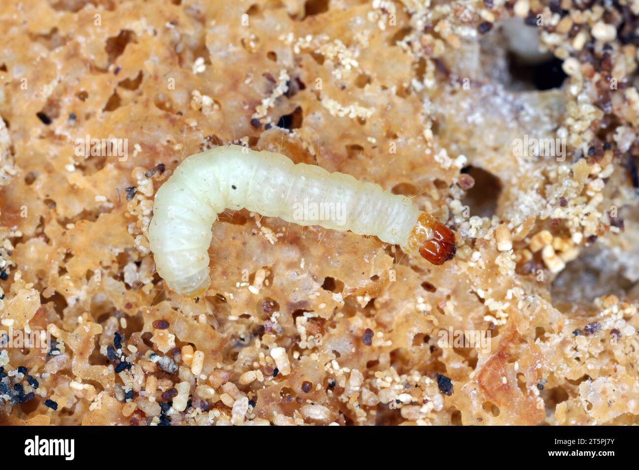 Pyralid moth caterpillar hi-res stock photography and images - Alamy