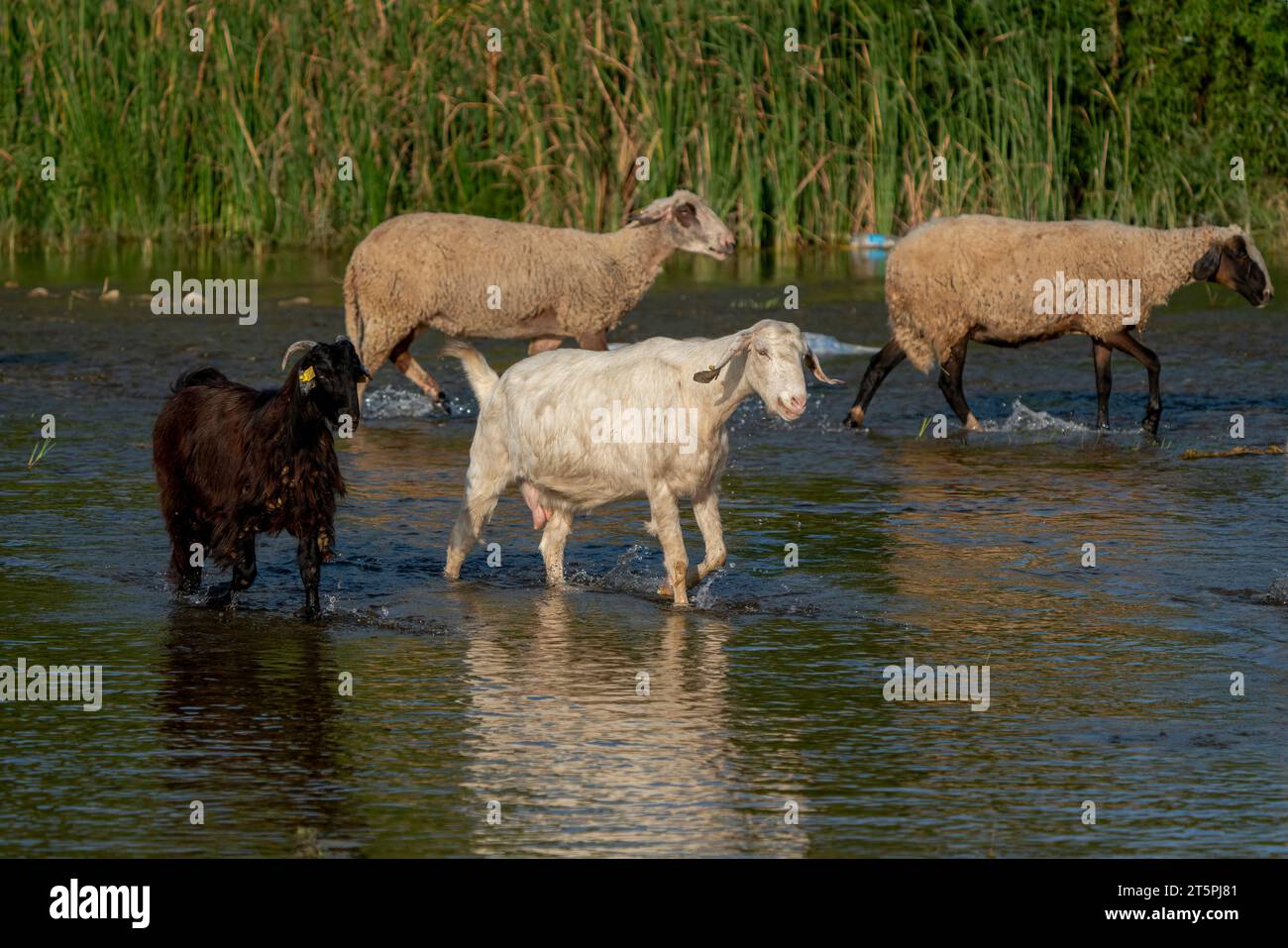 Goats grazing by the stream. Sheep and goats walking in the water in ...