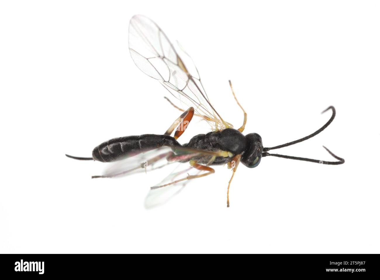 Wasp, insect parasitoid, adult insect isolated on white background ...