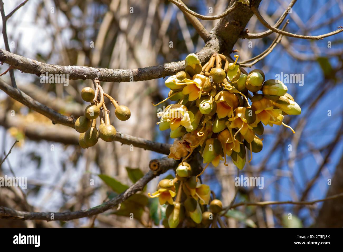 Durian flowers (Durio zibethinus), king of fruits, blooming from the ...