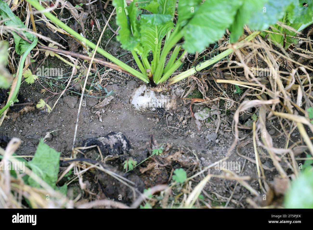 Sugar beet plant damaged, eaten by pests - rodents, vole, mouse Stock ...