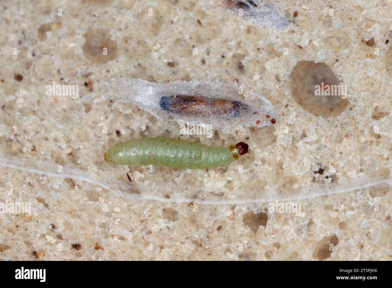 Pyralid moth caterpillar hi-res stock photography and images - Alamy