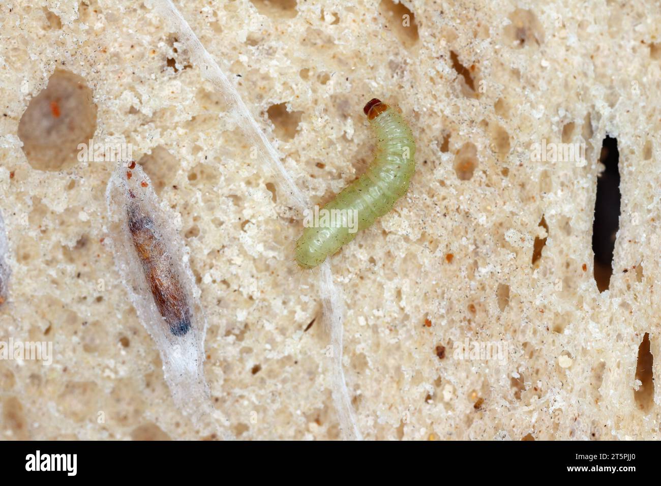 Pyralid moth caterpillar hi-res stock photography and images - Alamy
