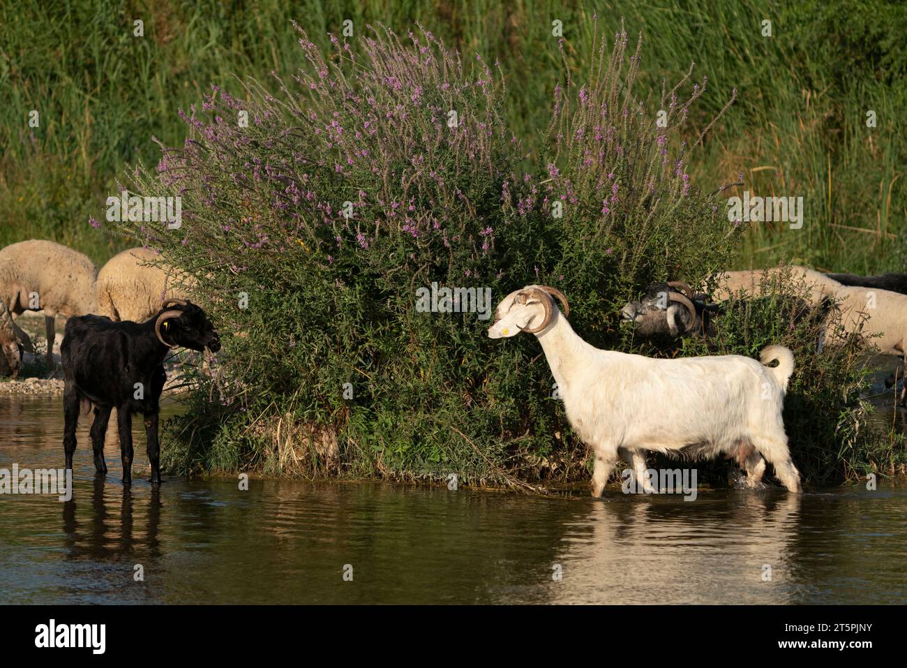 Goats crossing river in rural hi-res stock photography and images - Alamy