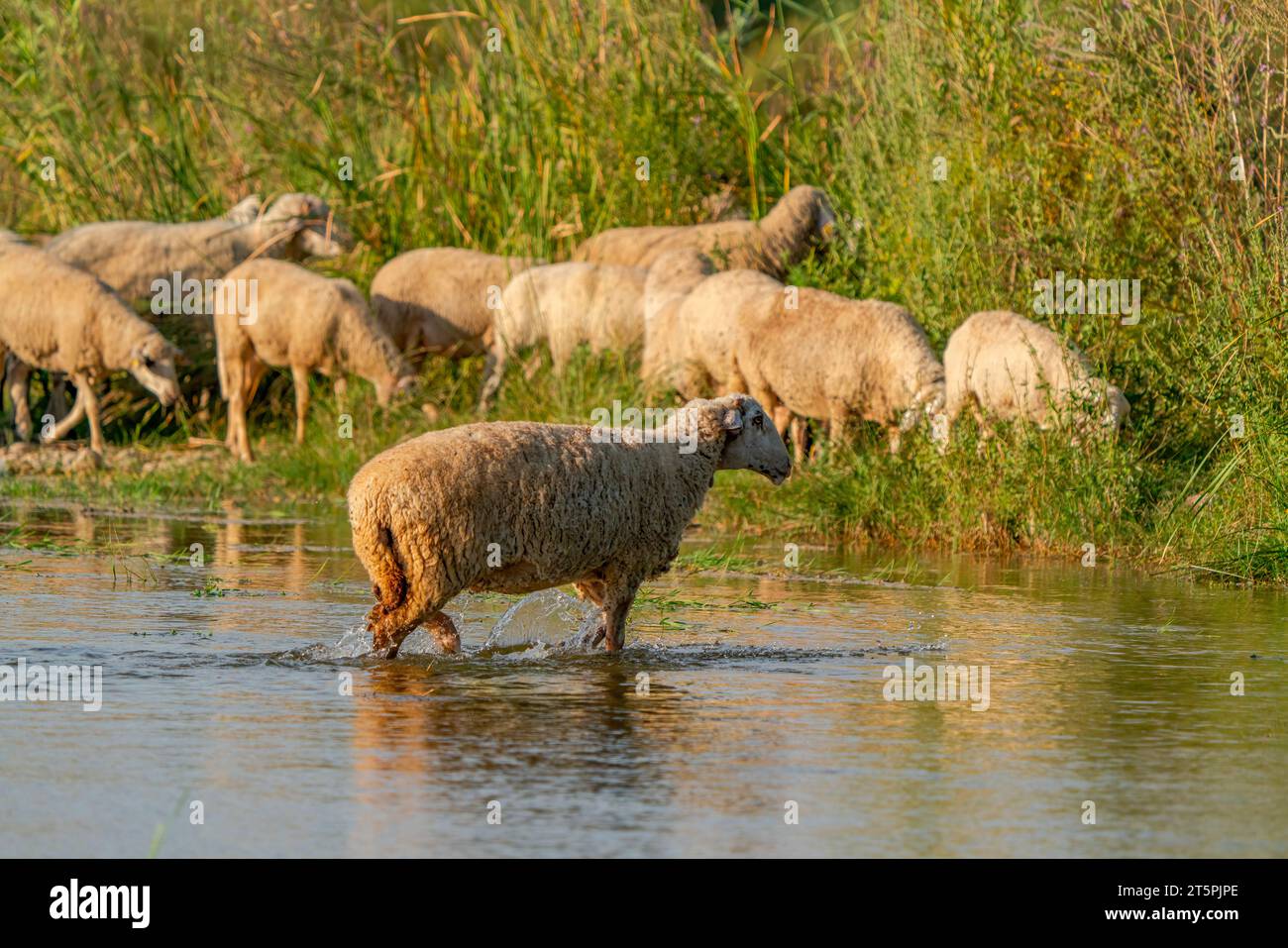 Sheep grazing by the stream. Sheep walking in the water in Turkey Stock ...