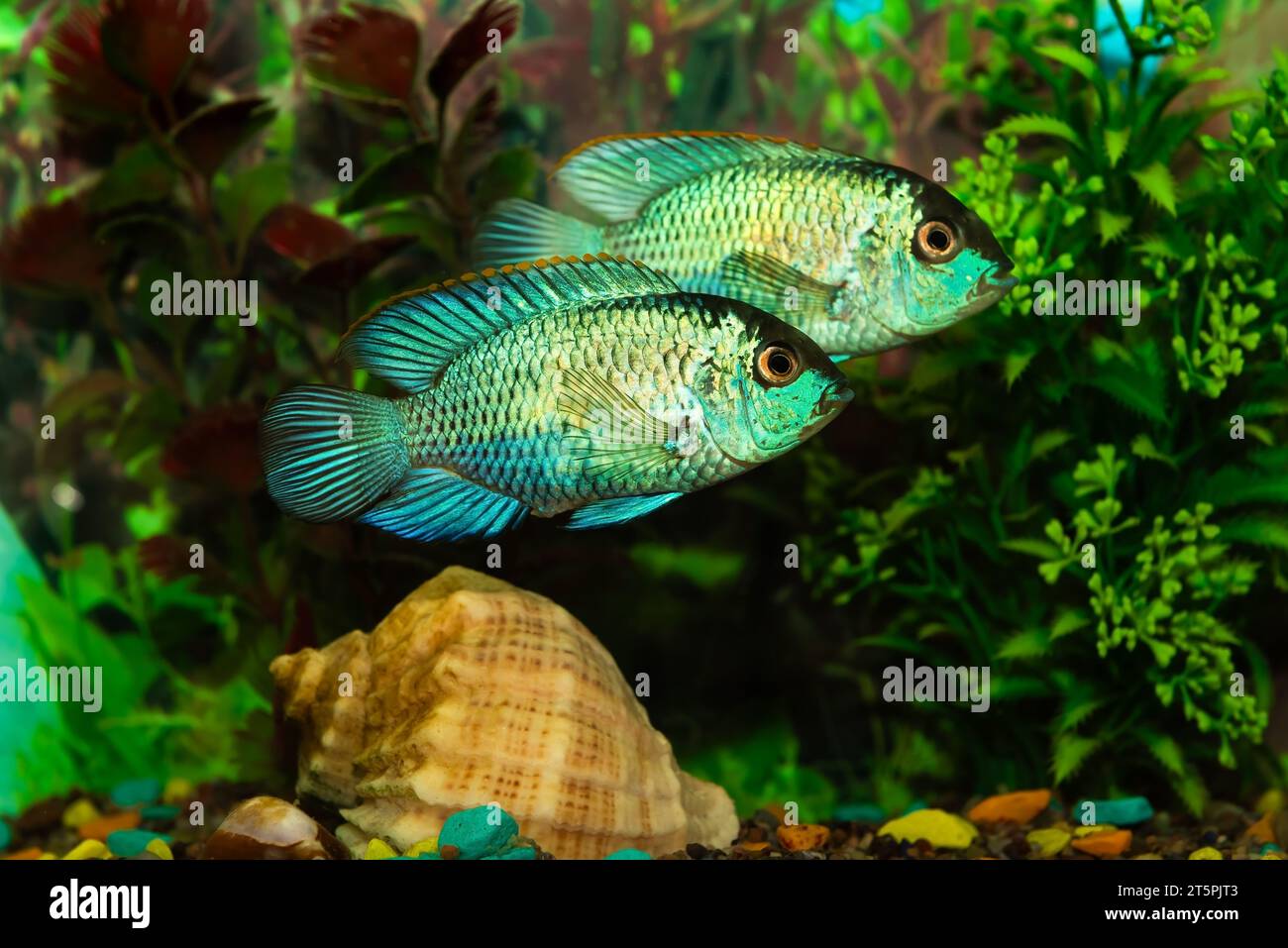 Fish in an aquarium among algae, shells, stones. Aquarium fish Stock ...