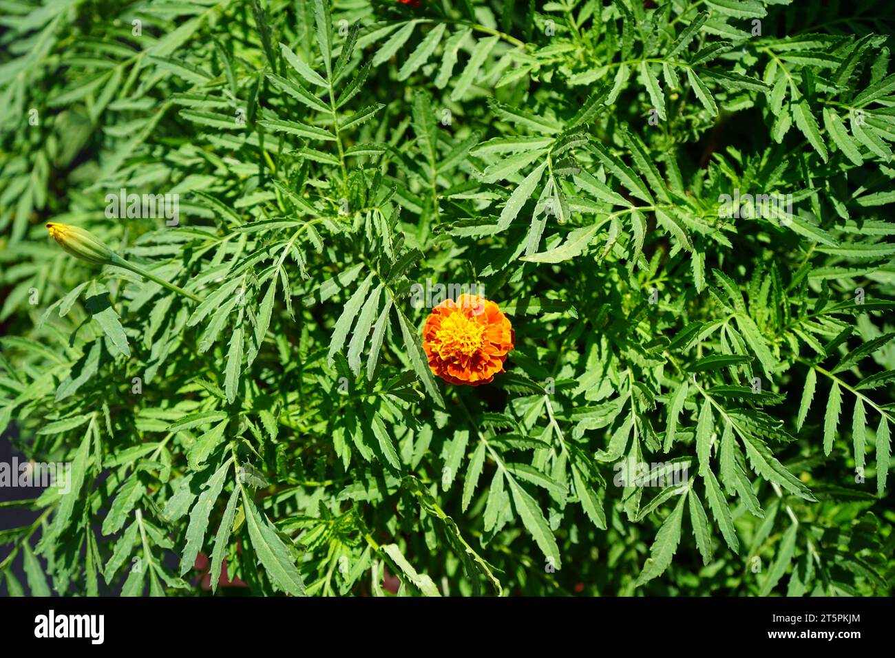 Marigold or the Aztec marigold(Tagetes erecta Stock Photo - Alamy