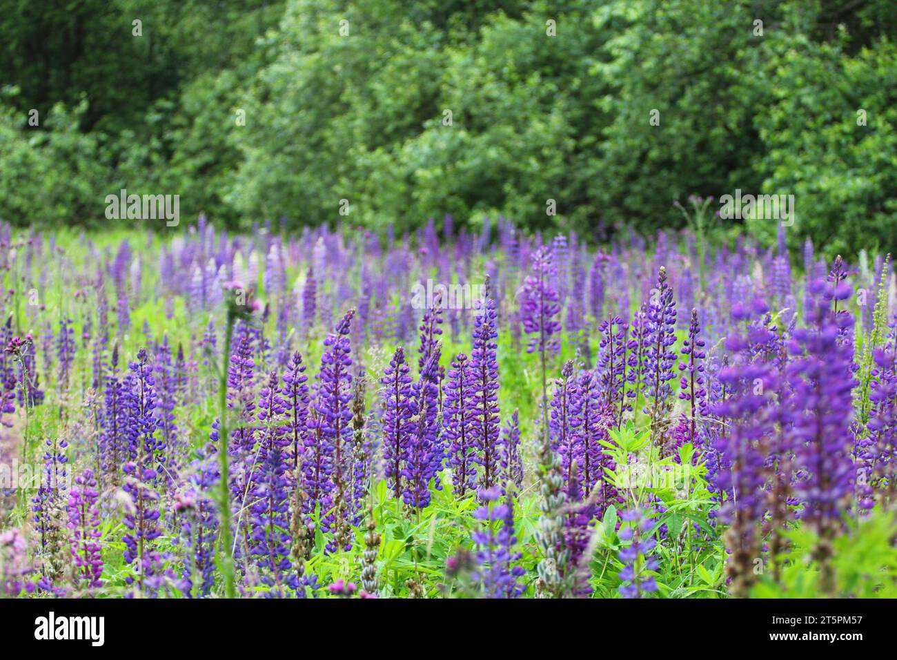Lupins lupine plant genus hi-res stock photography and images - Alamy