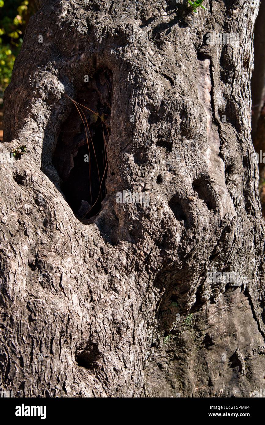 Arbre de plan hi-res stock photography and images - Alamy