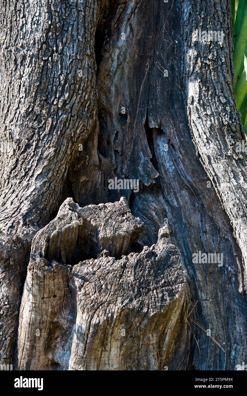 Arbre de plan hi-res stock photography and images - Alamy