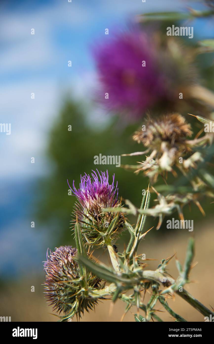 Feuille de chardon hi-res stock photography and images - Alamy