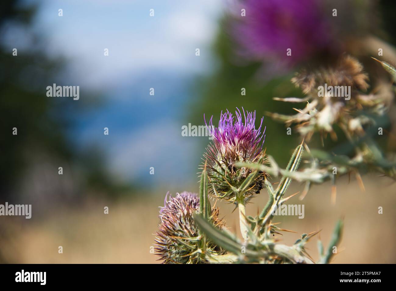 Feuille de chardon hi-res stock photography and images - Alamy