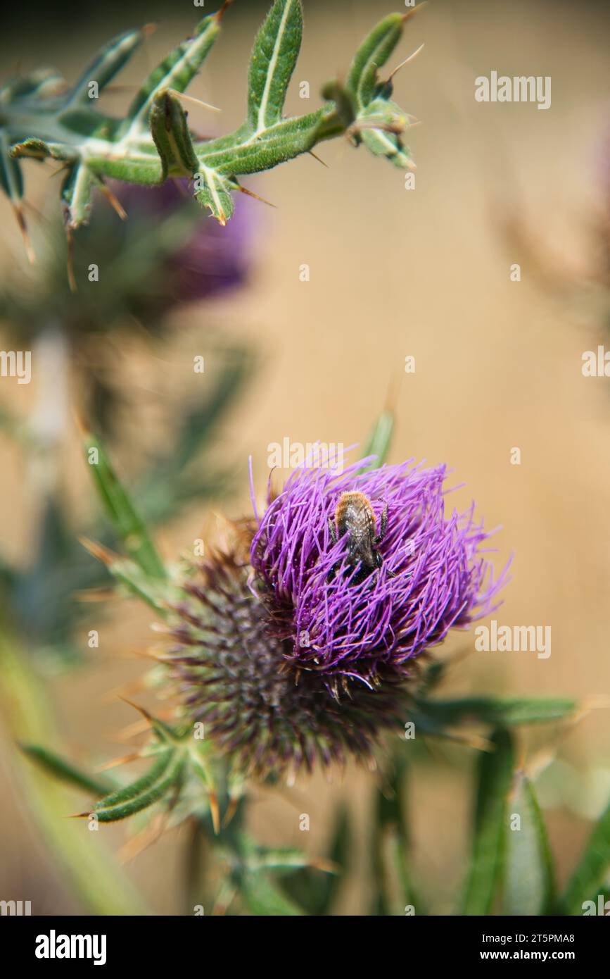 Feuille de chardon hi-res stock photography and images - Alamy