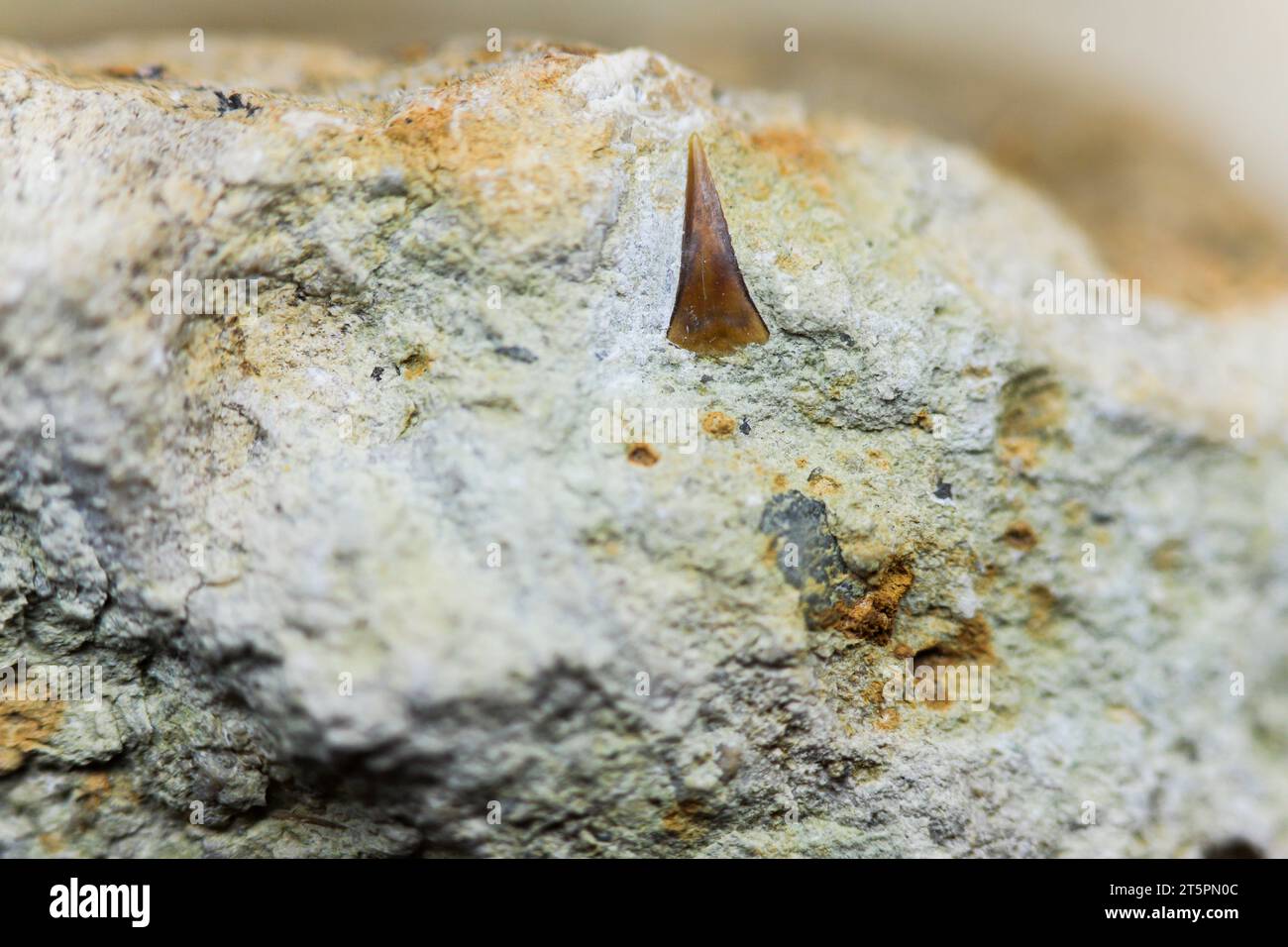 Shark tooth fossil in limestone rock. Jurassic shark Sphenodus ...