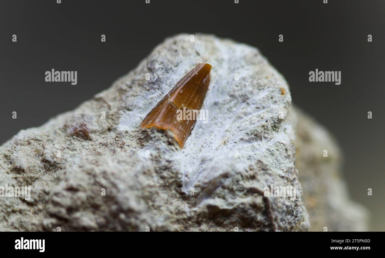 Shark tooth fossil in limestone rock. Jurassic shark Sphenodus ...