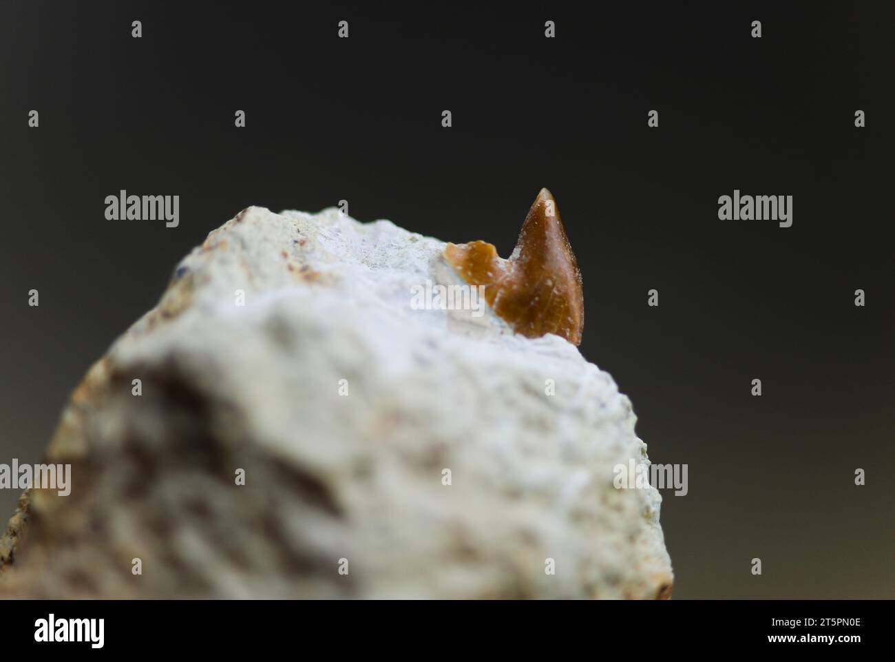 Shark tooth fossil in limestone rock. Jurassic shark Sphenodus ...