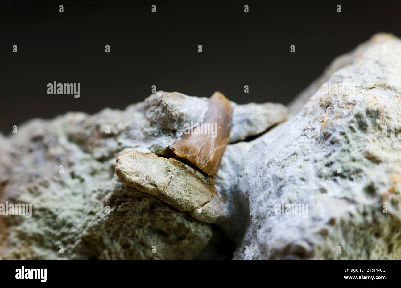 Shark tooth fossil in limestone rock. Jurassic shark Sphenodus ...