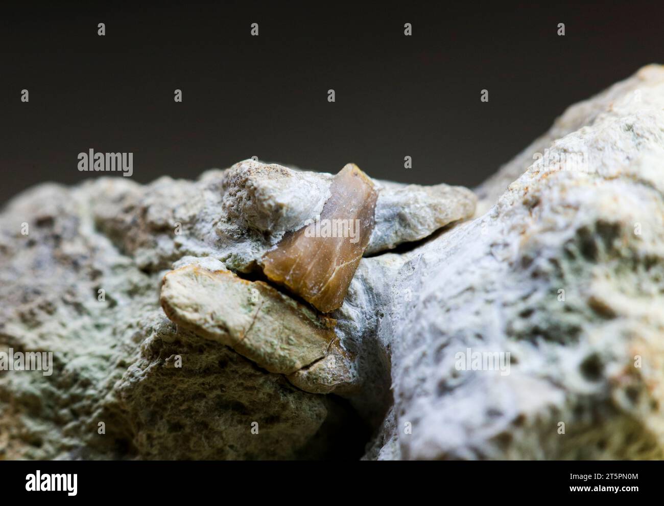 Shark tooth fossil in limestone rock. Jurassic shark Sphenodus ...