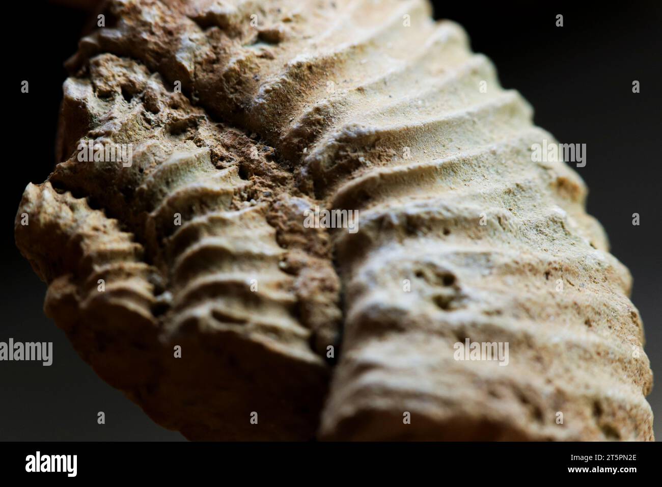 Ammonite fossil close up. Isolated on black background. Jurassic ...