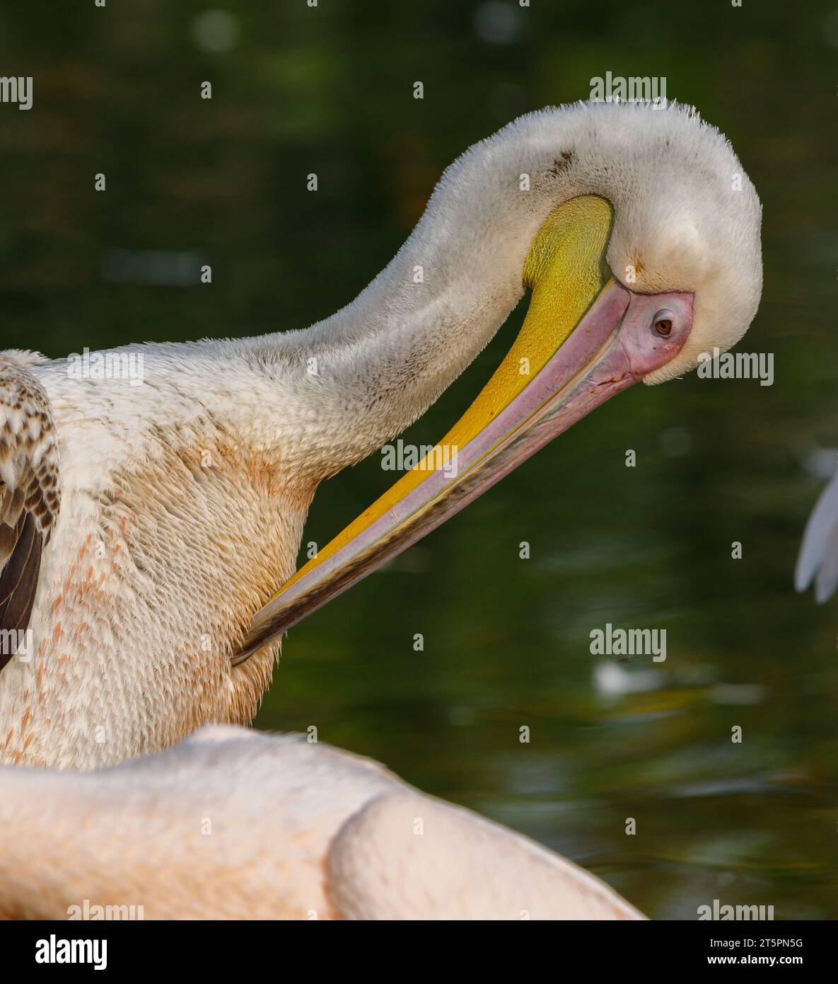 Great white pelican (Pelecanus onocrotalus, family: Pelecanidae Stock ...