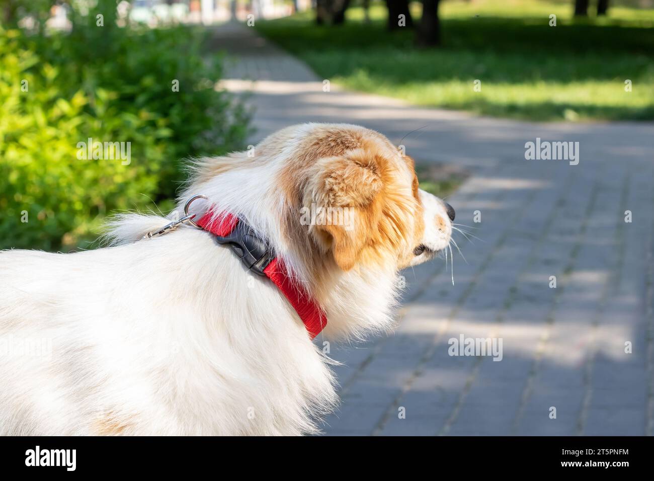 Red shaggy dog smiling in the park close up Stock Photo - Alamy