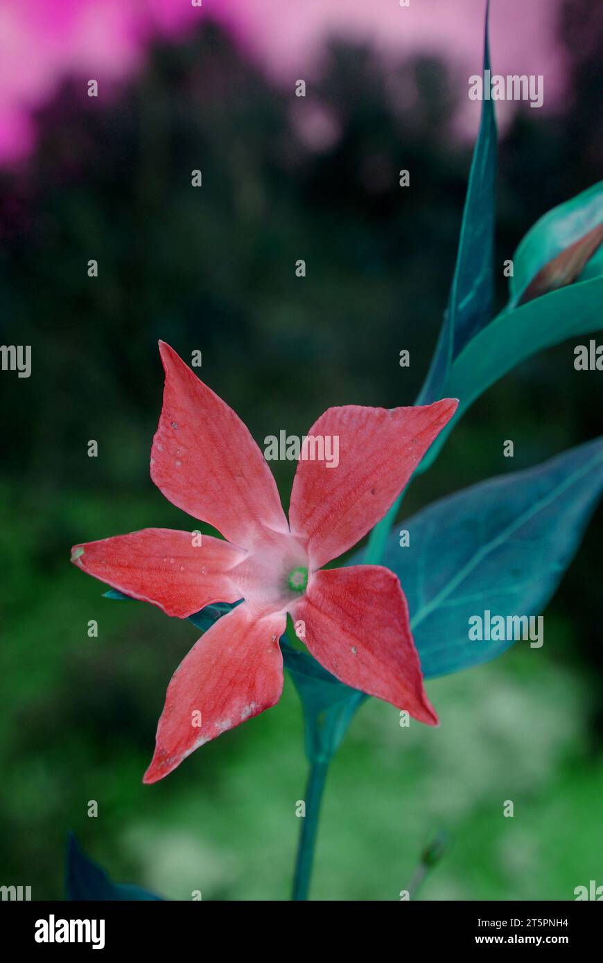 Flower portrait (Digital processing Stock Photo - Alamy