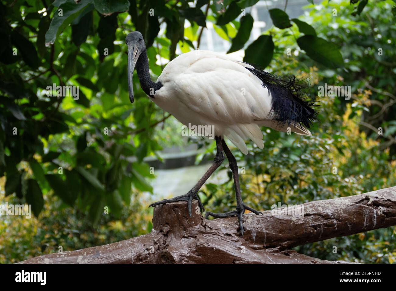 Kuala lumpur malaysia aviary hi-res stock photography and images - Alamy