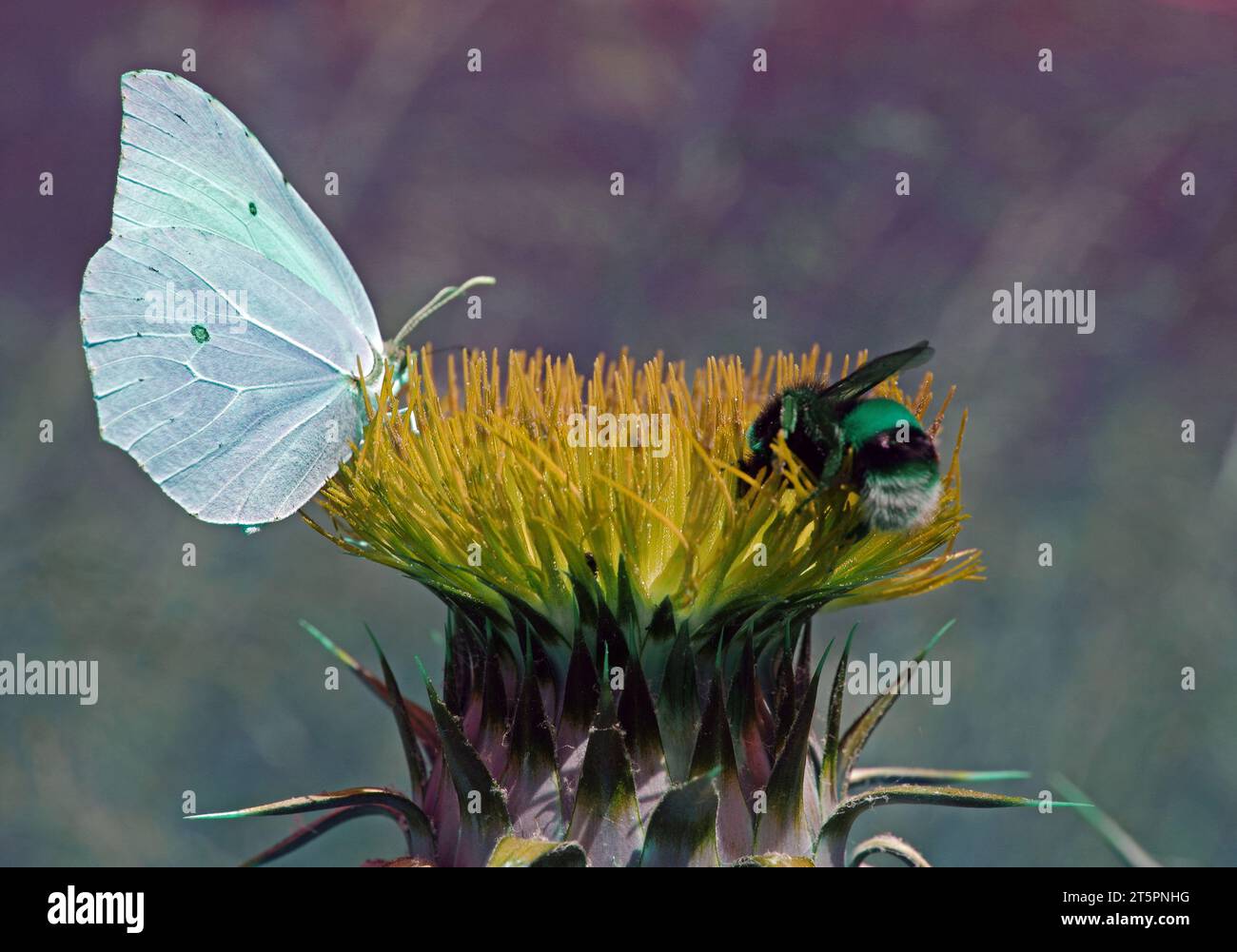 Flower processing hi-res stock photography and images - Alamy